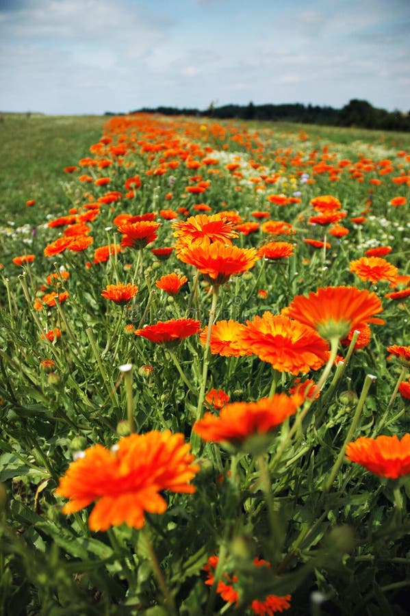 Marigold 1 stock photo. Image of head, flower, delicate - 11561836