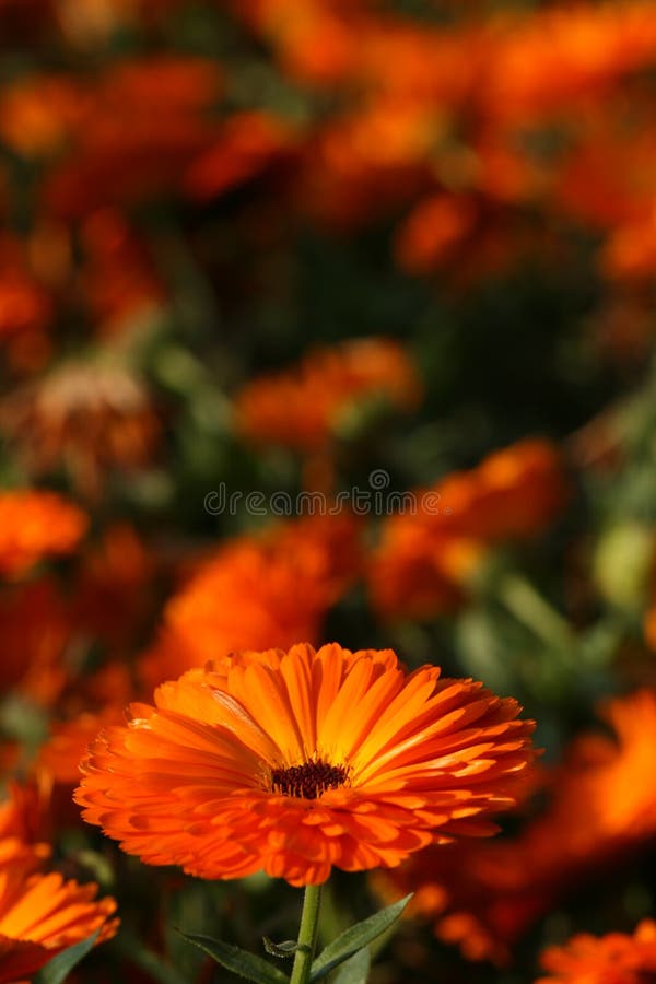 Marigold stock photo. Image of blooming, contrast, wildflower - 21552218