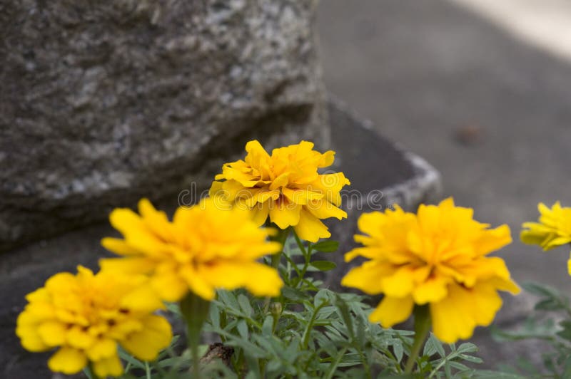 Marigold stock image. Image of flower, flowering, marigold - 6932545