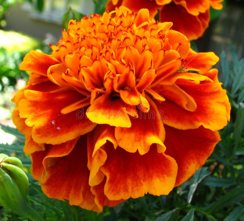 Marigold 3 Picture. Image: 86244379