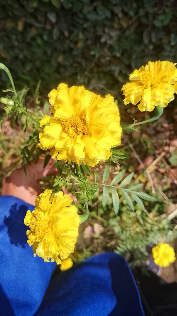 Marigold or Also Known by the Scientific Name Tagetes Erecta. Stock ...