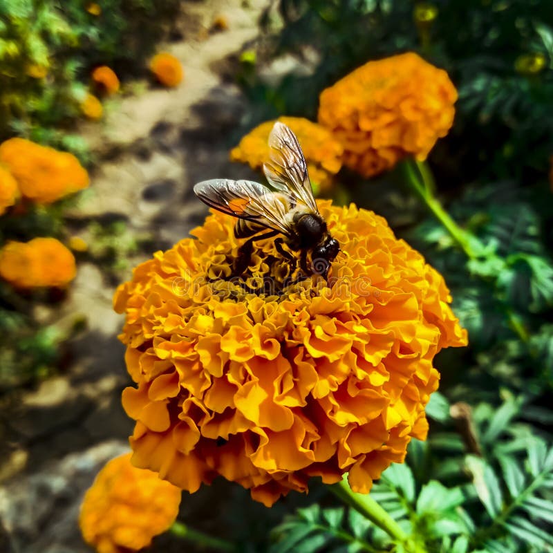 A Bee and Marigold for Honey and Pollen Grain in a Garden of Home in ...