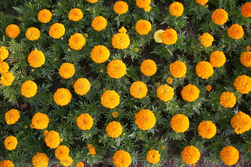 Marigold background stock image. Image of fresh, arrangement - 11232815