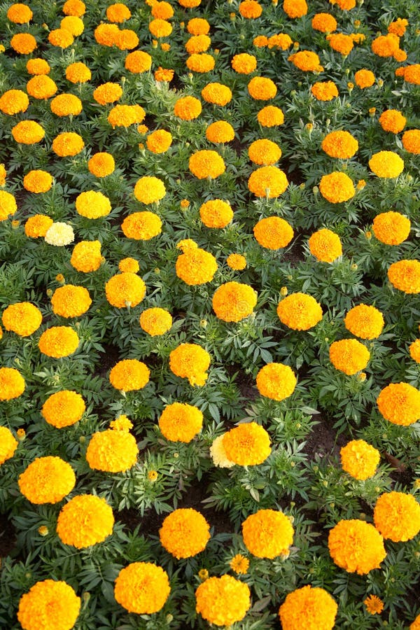 Marigold background stock image. Image of nature, garden - 11232819