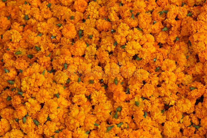 Marigold background stock photo. Image of beauty, herbal - 17768306