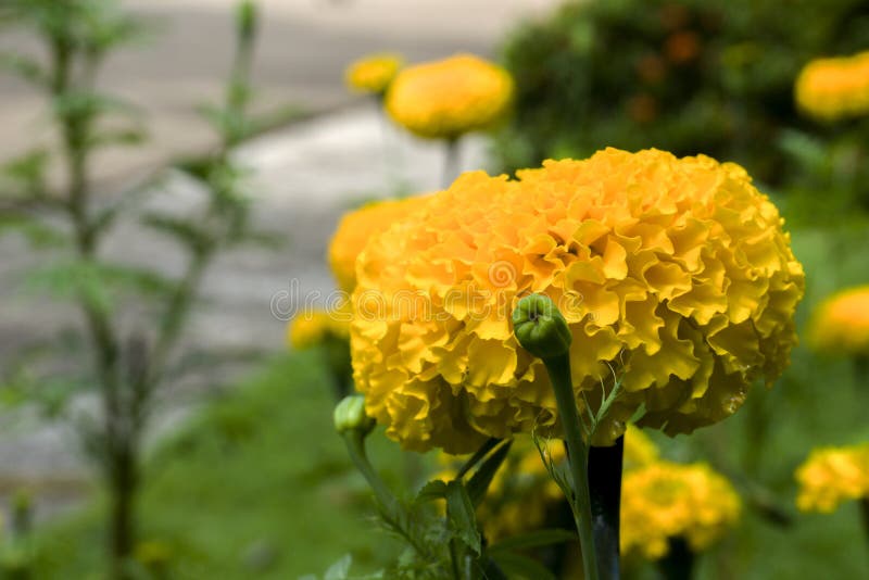 Marigold Background Texture Stock Image - Image of beauty, floral ...