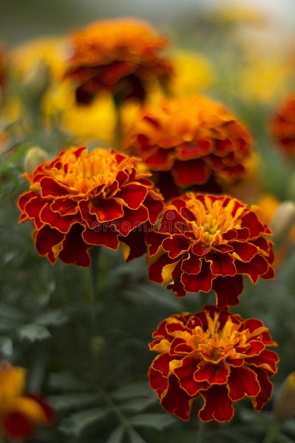 Marigold stock photo. Image of living, mandarin, flowers - 82566058