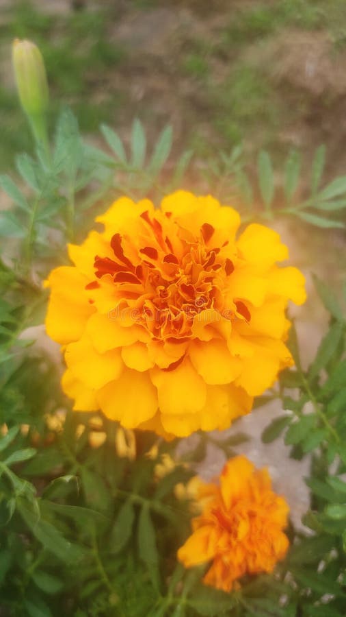 Marigold stock photo. Image of blossom, pollen, flower - 226603818