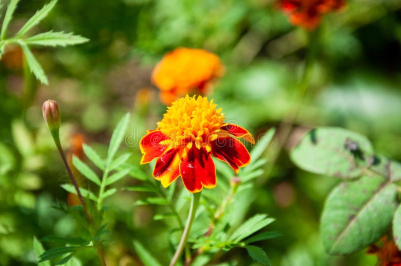 Marigold Bright Color Flower on Natural Background Stock Image - Image ...