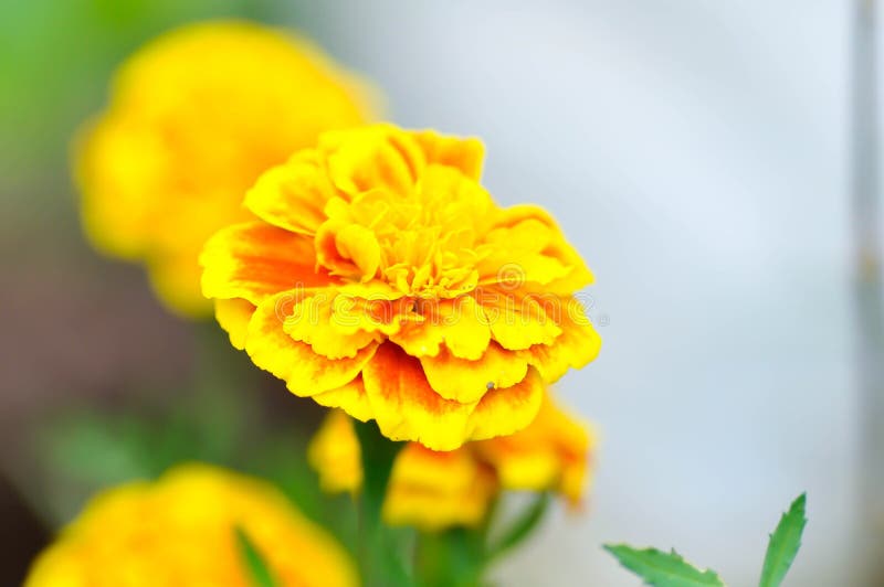 Marigold or Calendula Flower , Tagetes Erecta L or Compositae or ...
