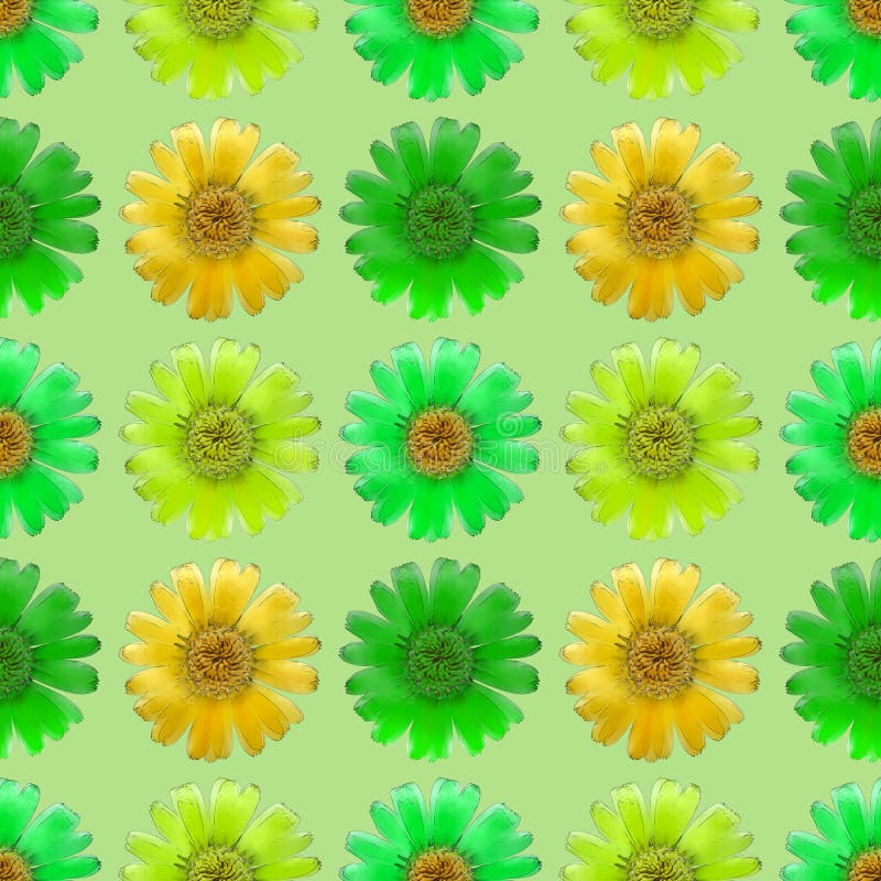 Marigold, Calendula. Seamless Pattern Texture of Flowers. Floral Stock ...