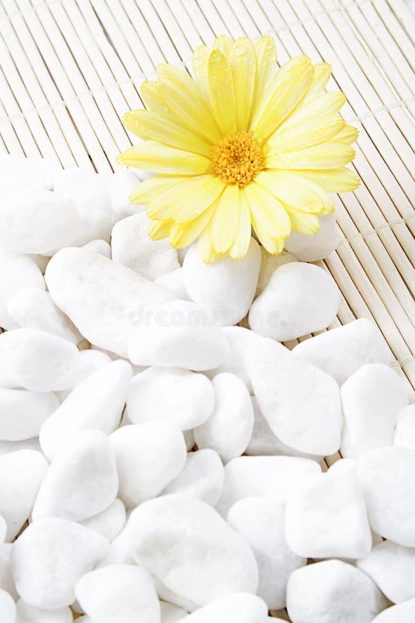 Marigold with Decorative Stones Stock Image - Image of beauty, elegant ...