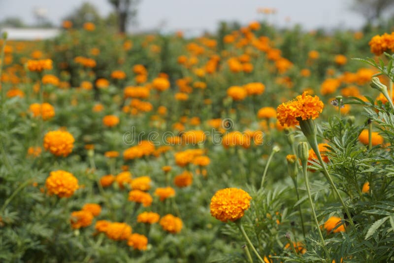 Marigold Farm In California Stock Image - Image of california, america ...