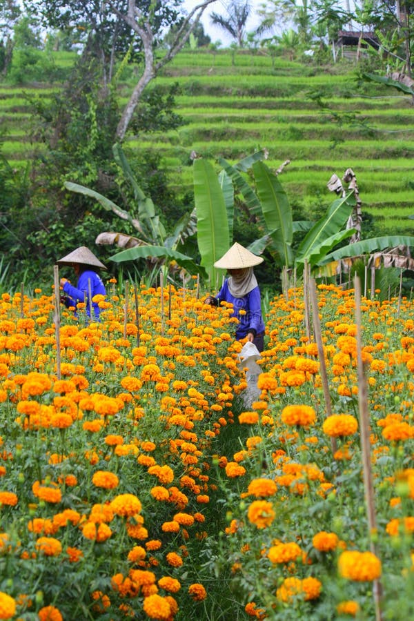 Marigold Farming in Bali Indonesia Stock Photo - Image of cultivation ...