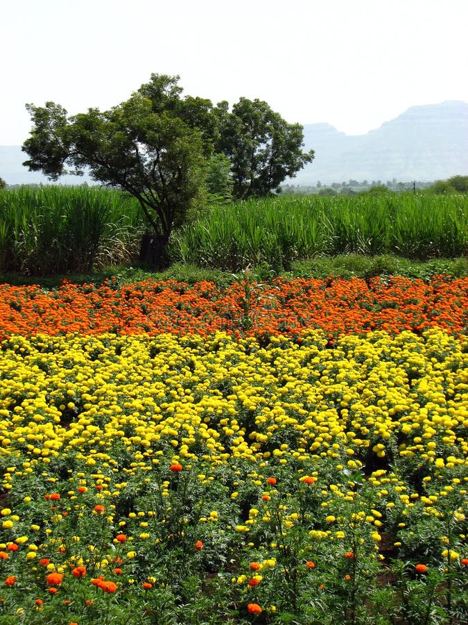 Marigold Fields stock image. Image of colors, beautiful - 5788119