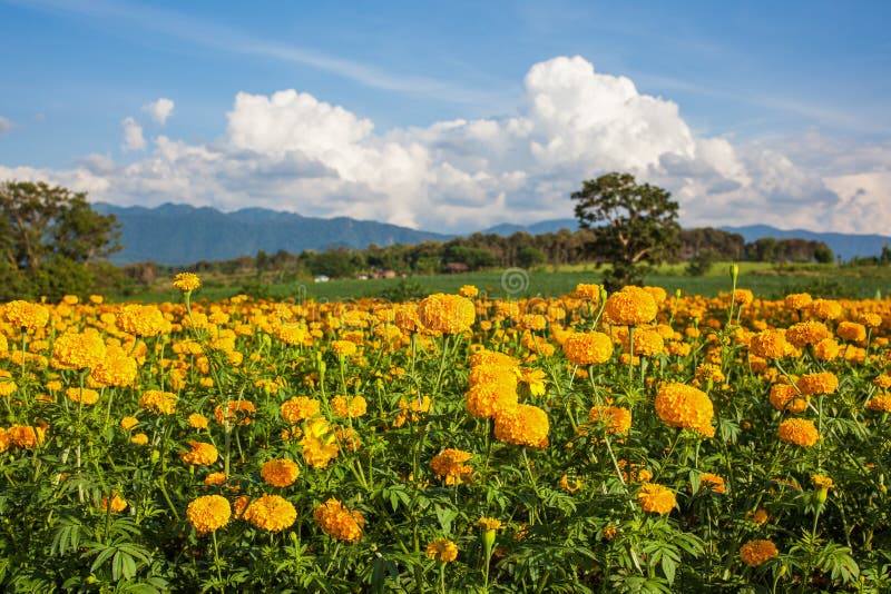 Marigold field stock photo. Image of orange, rural, blossom - 31799470