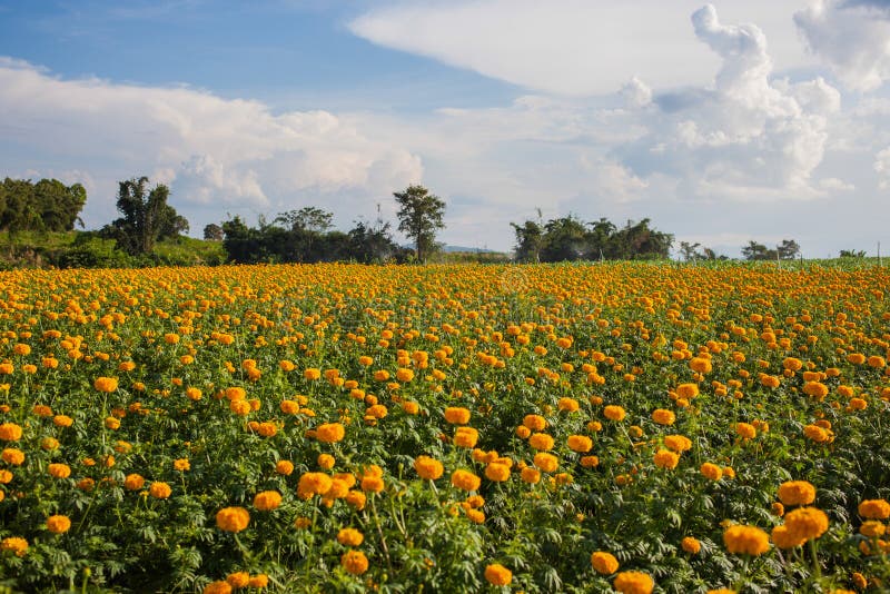 Marigold field stock photo. Image of grass, scene, landscape - 31799826