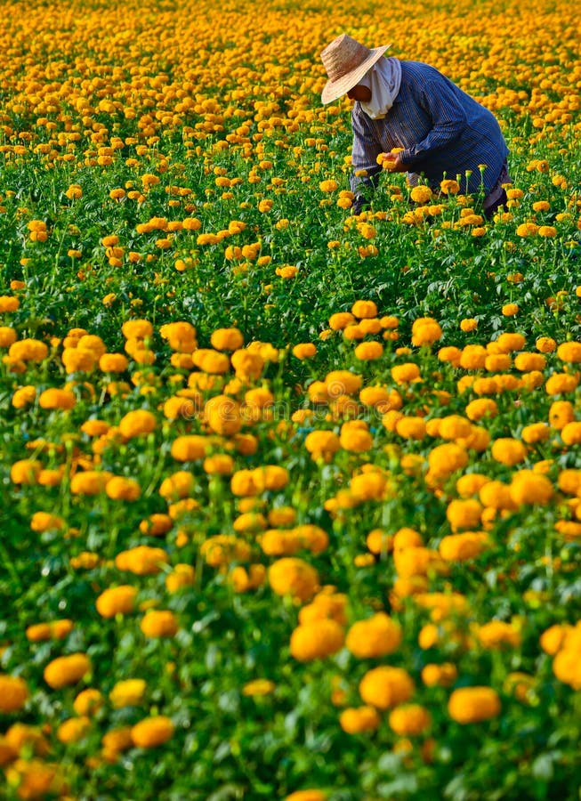 Marigold field in thailand editorial photo. Image of clear - 37790776