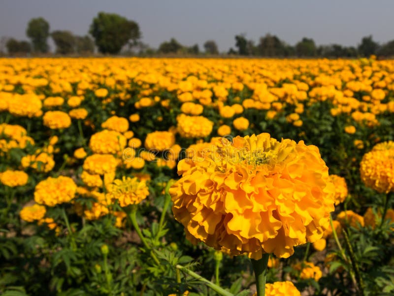 Marigold field stock photo. Image of cosmos, buddhism - 68613214