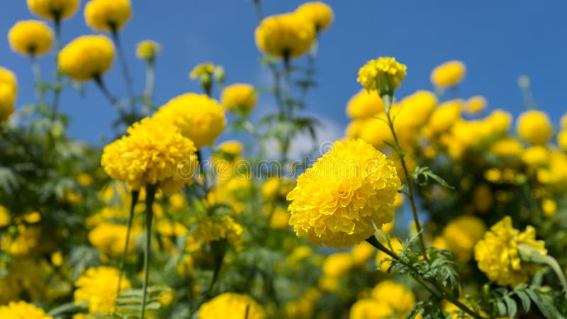 Marigold fields stock image. Image of pollen, beautiful - 51655509