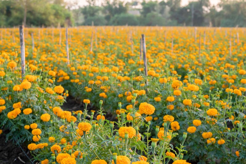 500 Marigold Fields Photos - Free & Royalty-Free Stock Photos from ...