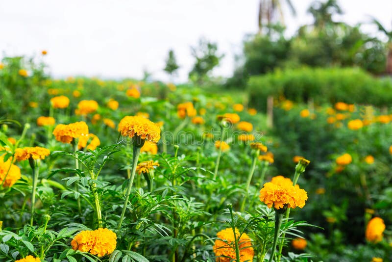 .Marigold Fields in the Morning Stock Photo - Image of blossom, botany ...