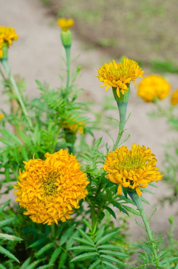Marigold Flower Botanical Name is Tagetes Erecta Blooming in Natural ...