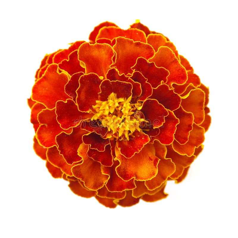 Marigold flower stock image. Image of botanical, floral - 26075835