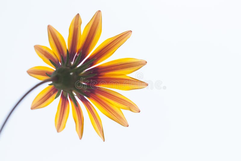 A Marigold Flower Back View Stock Photo - Image of marigold, view ...