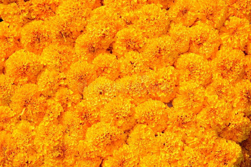 Marigold flower background stock image. Image of market - 64019645
