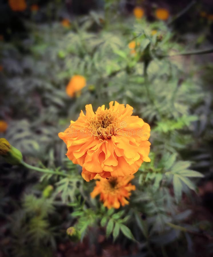 Meri gold Plants stock image. Image of gold, orange - 173349785