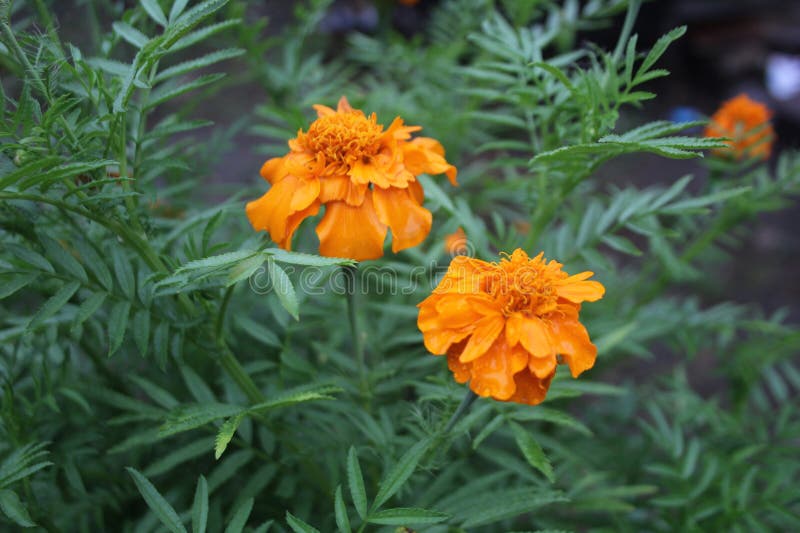The Marigold Flower Blooms in Beautiful Orange Color Stock Image ...