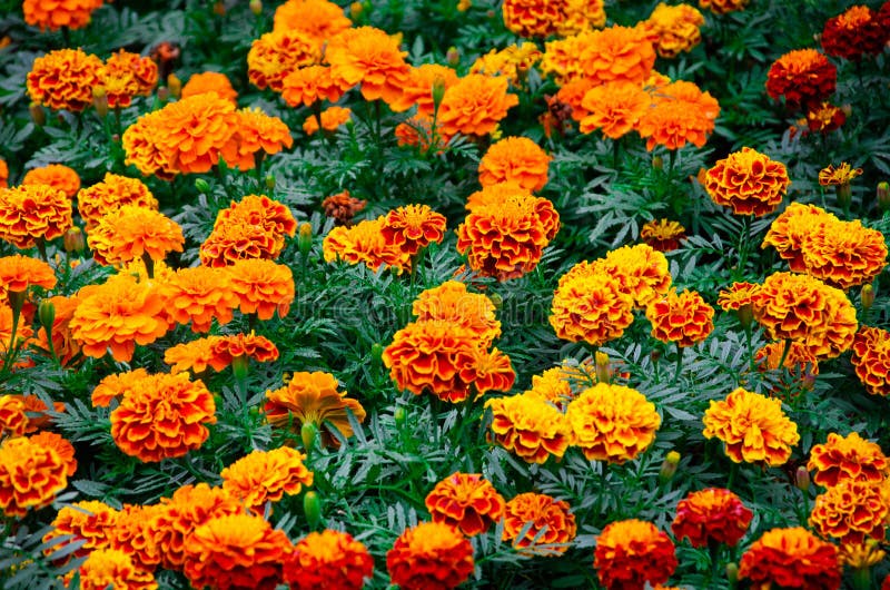 Marigold flower bushes stock image. Image of floral - 123358283
