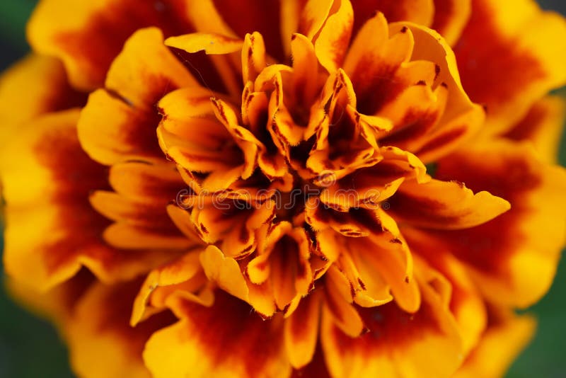 Marigold flower. Close up stock image. Image of view - 41248509