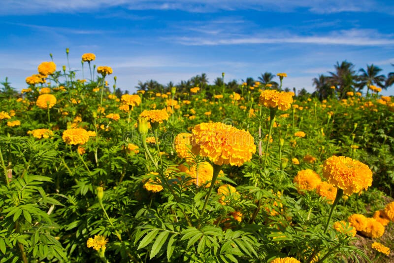 Marigold Flower in the Farm Stock Image - Image of green, field: 26573375