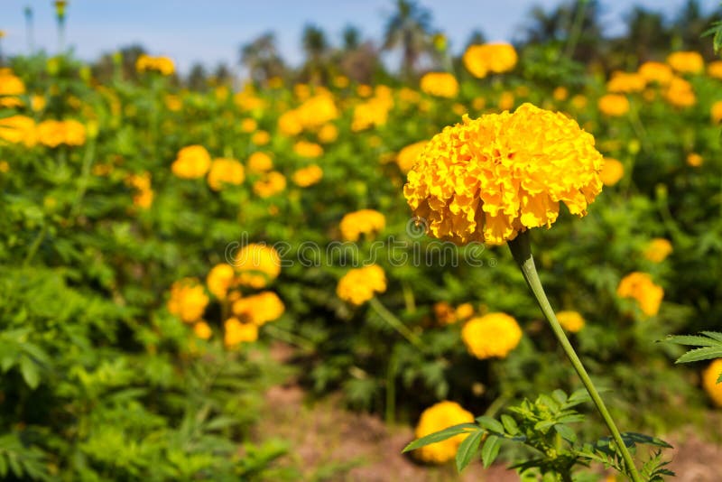 Marigold Flower in the Farm Stock Image - Image of green, field: 26573375
