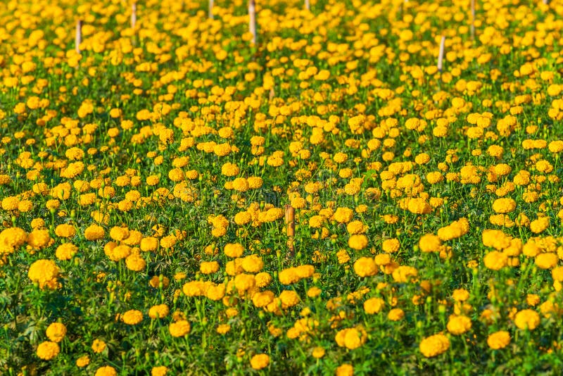 Marigold flower in farm stock photo. Image of green - 139624106
