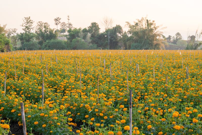 Marigold Flower in Farm Field,Beautiful Blooming Marigold Flower Farm ...