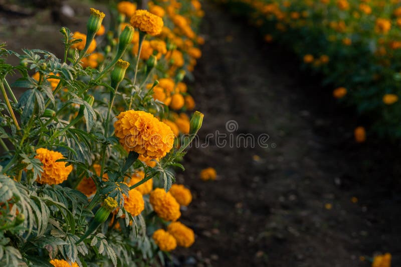 Marigold Flower in Farm Field,Beautiful Blooming Marigold Flower Farm ...