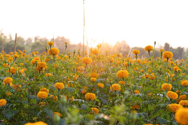 Marigold Flower in Farm Field,Beautiful Blooming Marigold Flower Farm ...