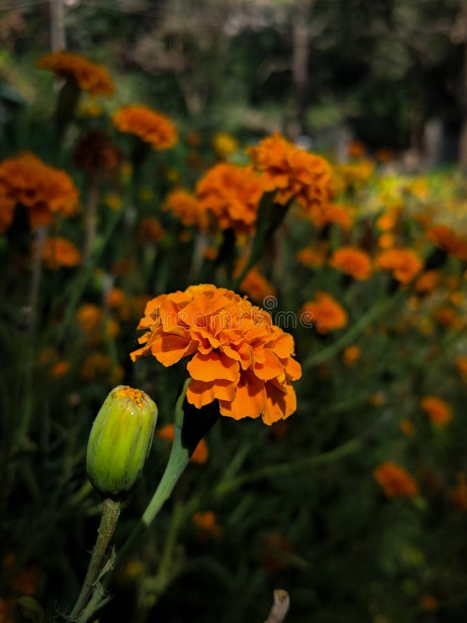 Marigold Flower stock photo. Image of marigold, dark - 114998828