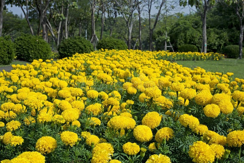 Marigold flower garden stock image. Image of beauty, nature - 28560011
