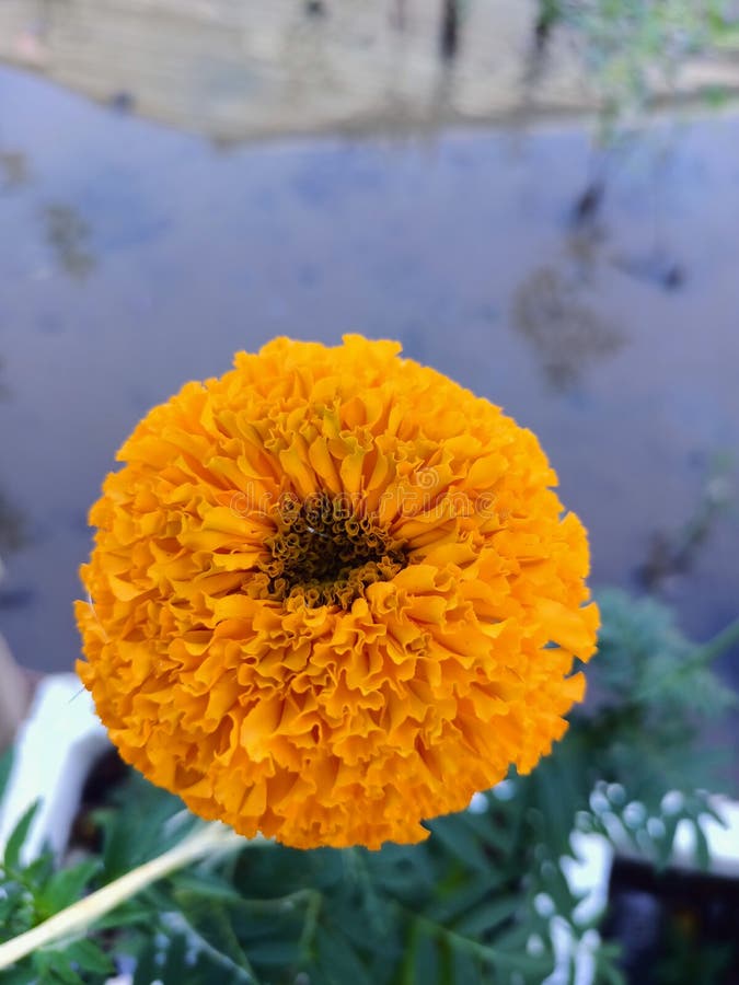 Marigold flower half bloom stock photo. Image of petal - 262477660