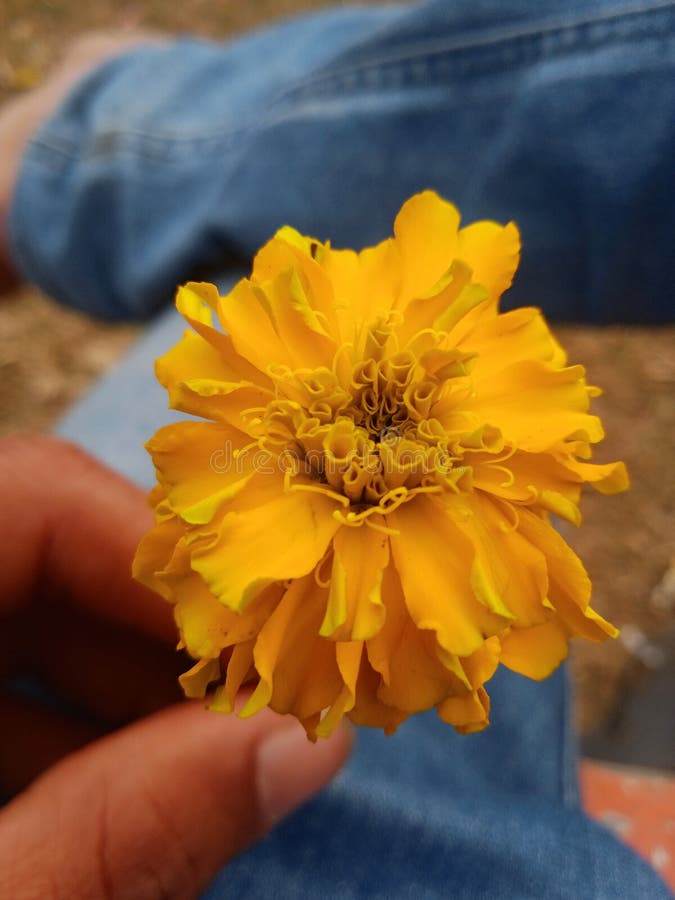 A marigold flower in hand stock image. Image of flower - 209885201
