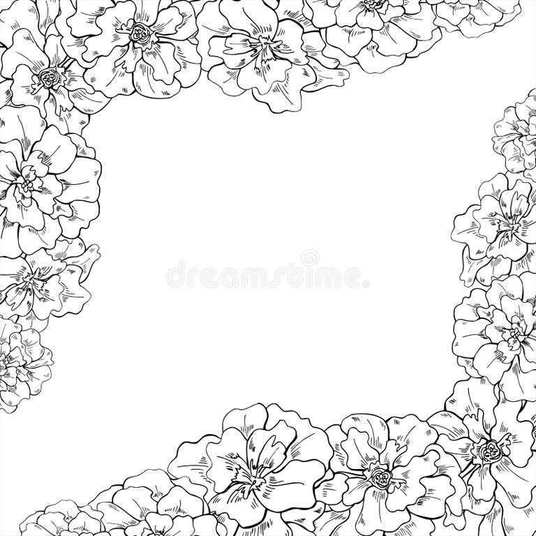 Marigold Flower Head Vector Square Frame with Empty Space for Text ...