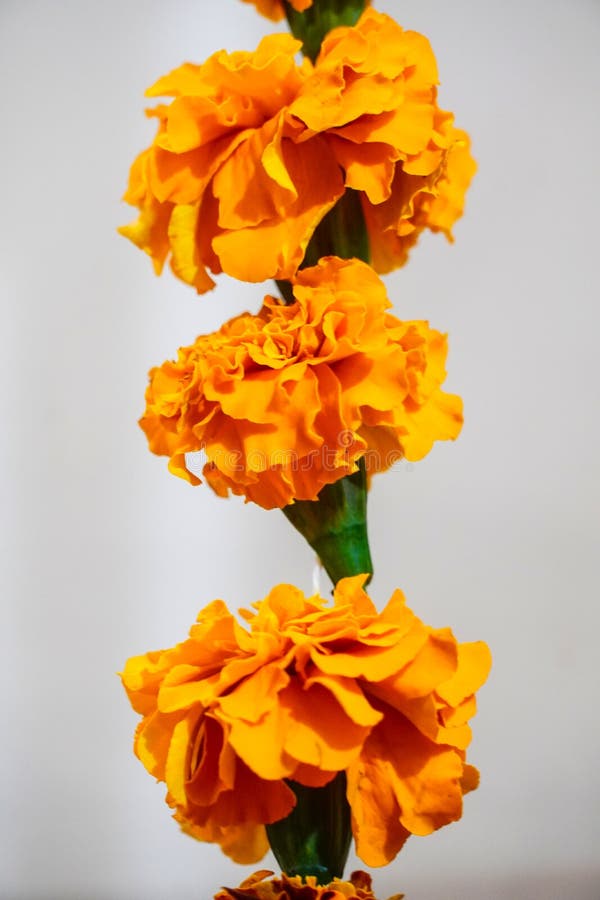 Marigold White Bg Stock Photos - Free & Royalty-Free Stock Photos from ...
