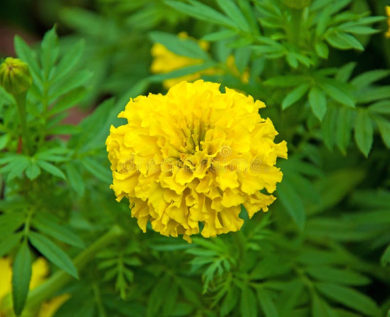 Marigold Flower with Leaf Background Stock Image - Image of flower ...
