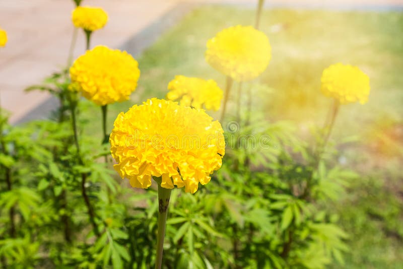 Marigold flower stock photo. Image of nature, pollen - 113395580