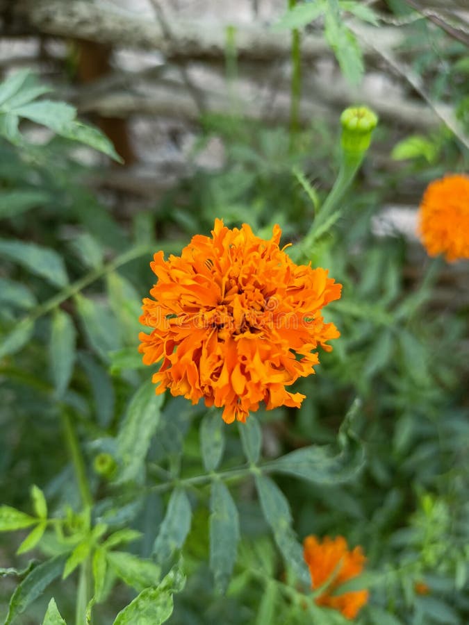 Marigold flower raw image stock image. Image of autumn - 235151545