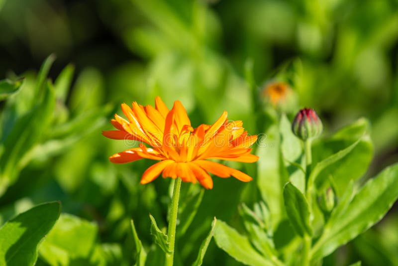 Marigold Flower in the Real Garden, Shallow Depth of the Field. Stock ...